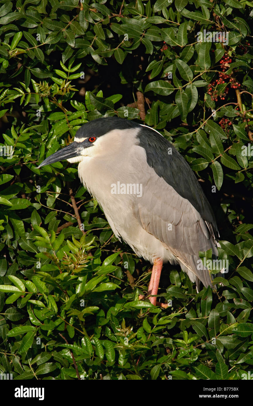 Black Crowned Night Heron Nycticorax nycticorax Venice Florida Stock ...