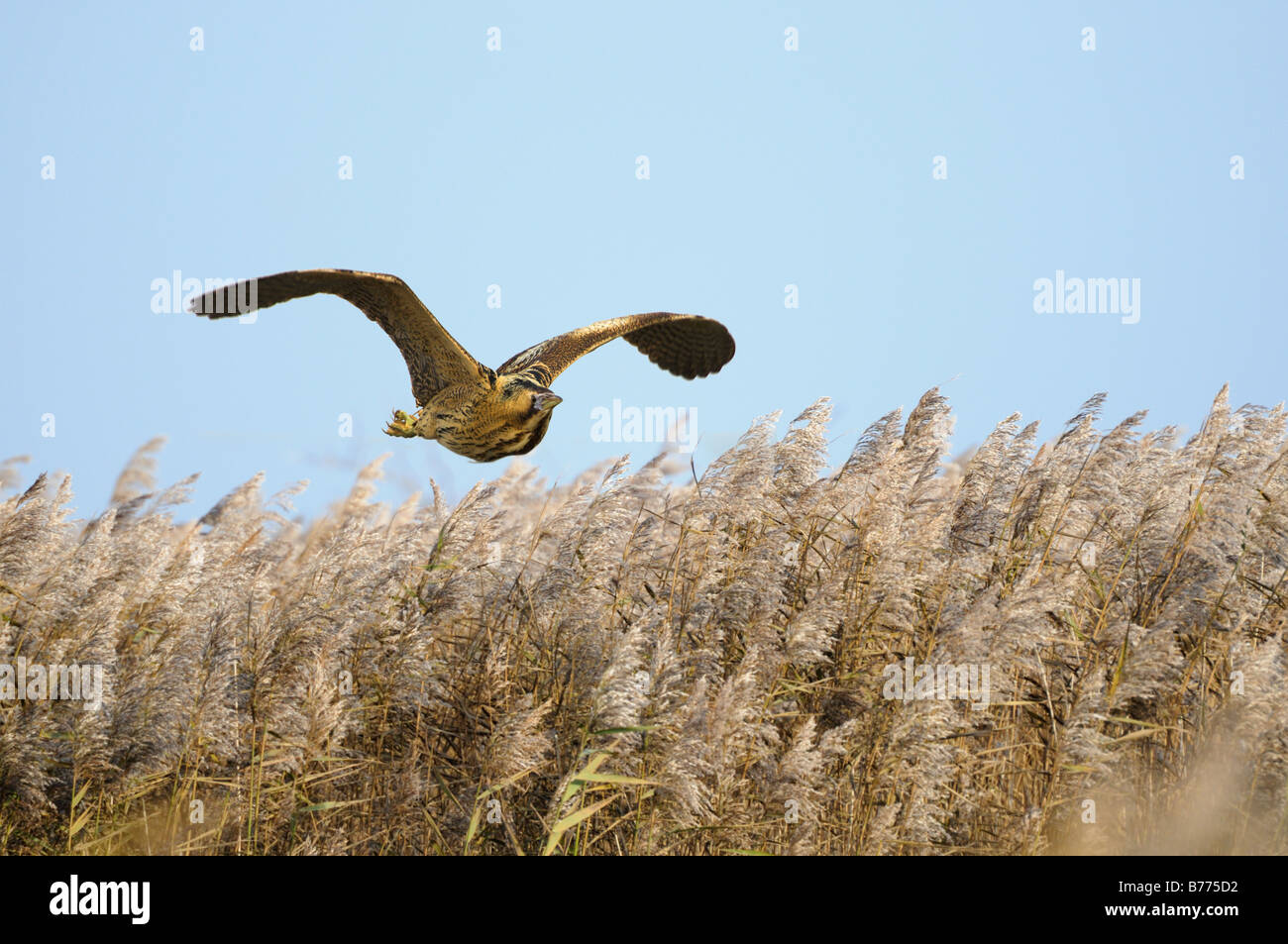 Bittern botaurus stellaris in flight over coastal reedbed Norfolk UK ...