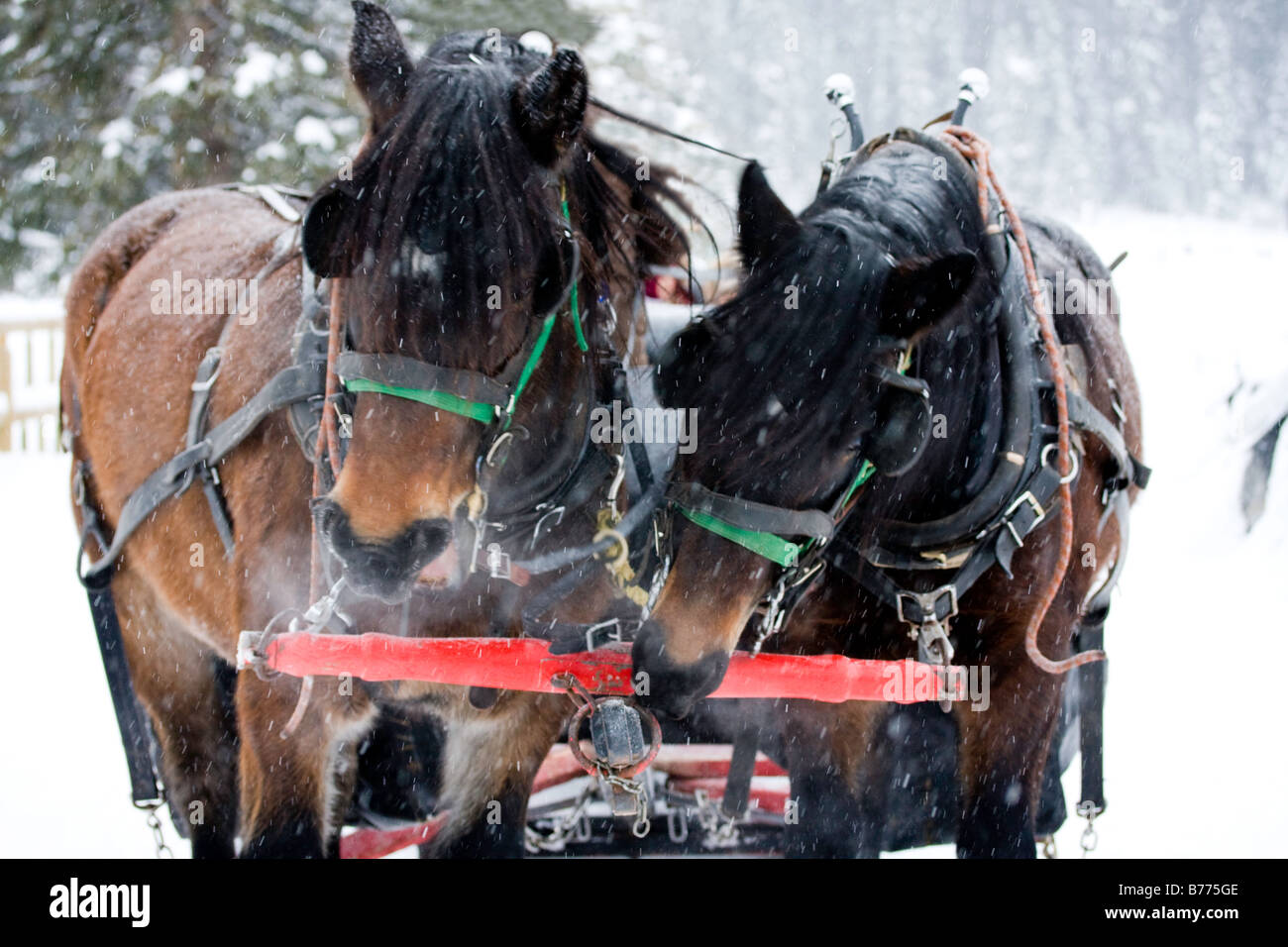 Horses pulling sled hi-res stock photography and images - Alamy