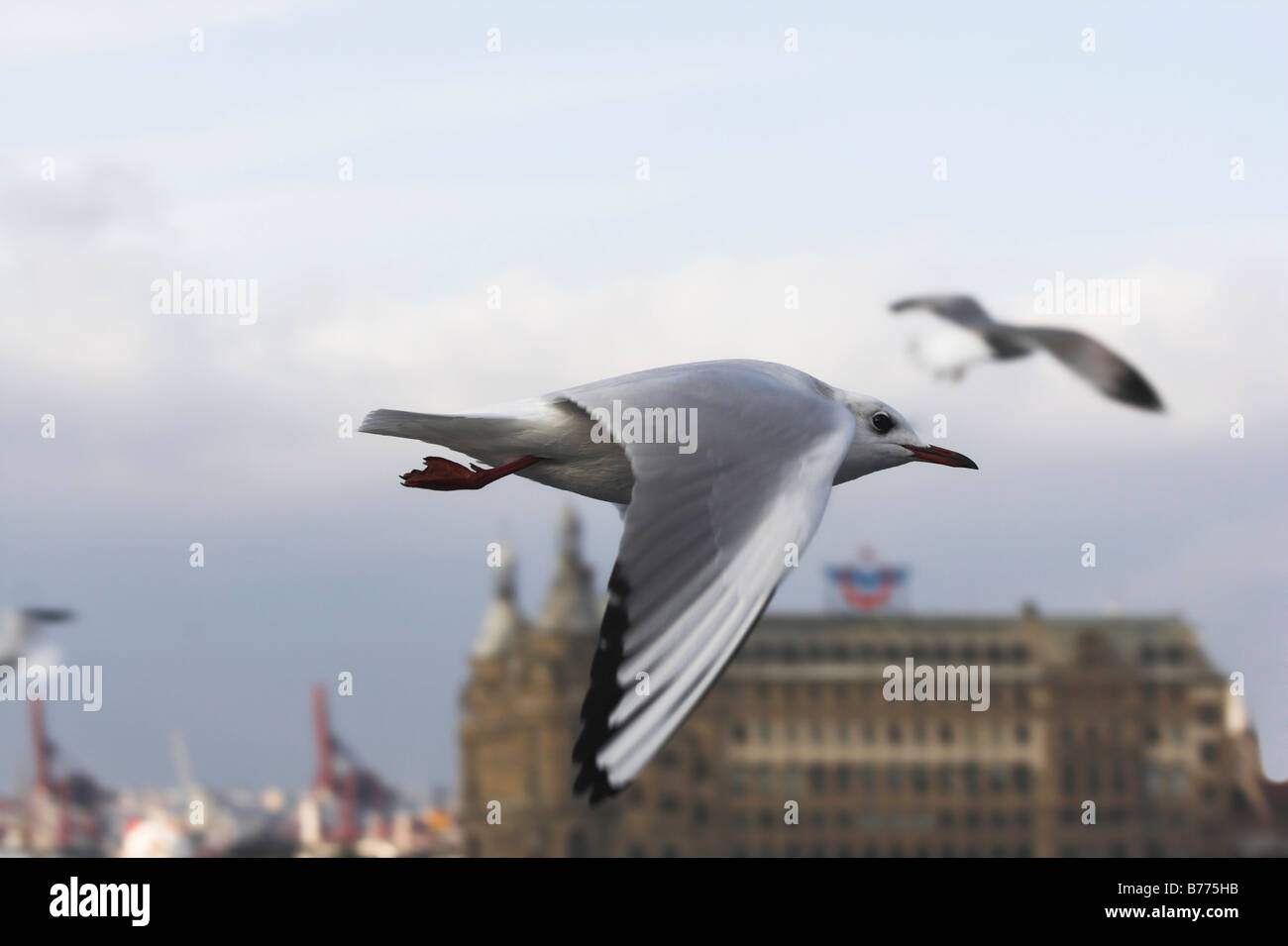 seagull flying in istanbul famous haydarpasa train station in the ...