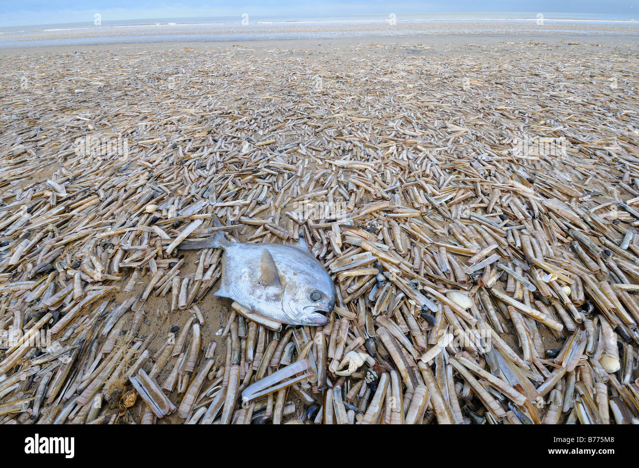 Rays Bream Razorshells Pod Razorshell ensis siliqua washed up on beach ...