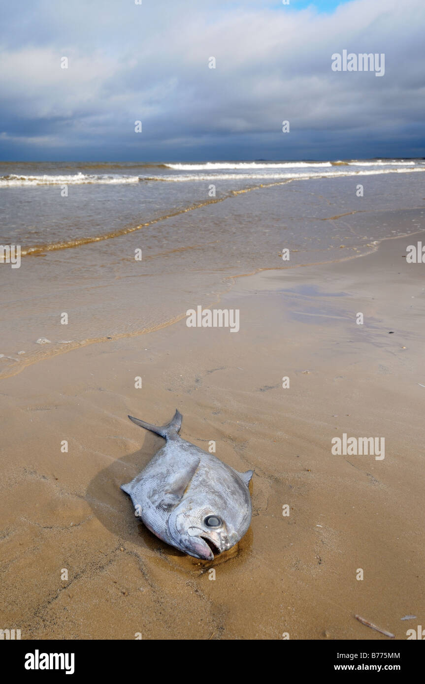 Rays bream brama brama fish hi-res stock photography and images - Alamy