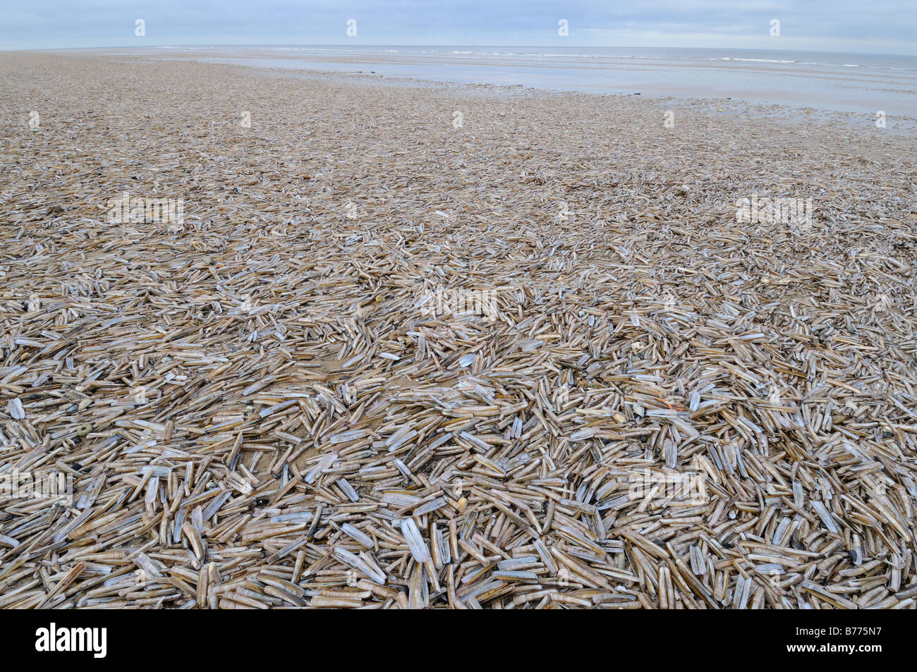 Razorshells Pod Razorshell ensis siliqua washed up on beach North ...
