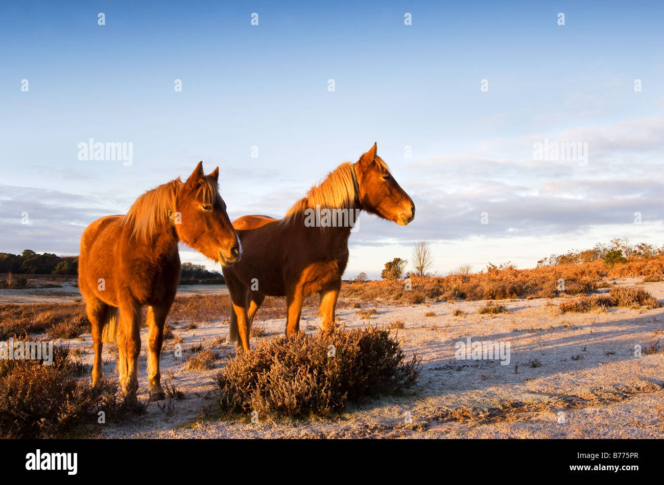 New forest uk hi-res stock photography and images - Alamy