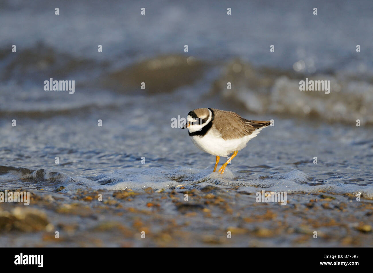 Ringed Plover charadrius hiaticula adult in winter plumage by waters ...