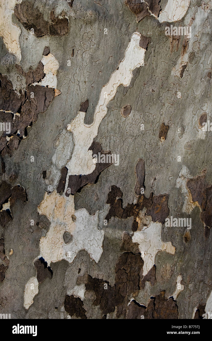 Plane tree bark Stock Photo - Alamy