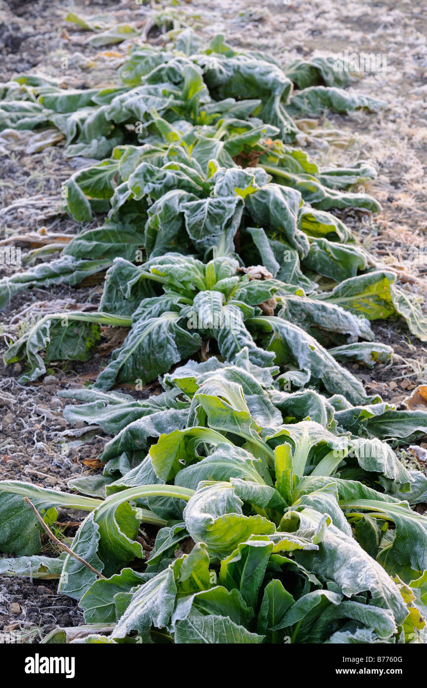 Allotment damage hi-res stock photography and images - Alamy