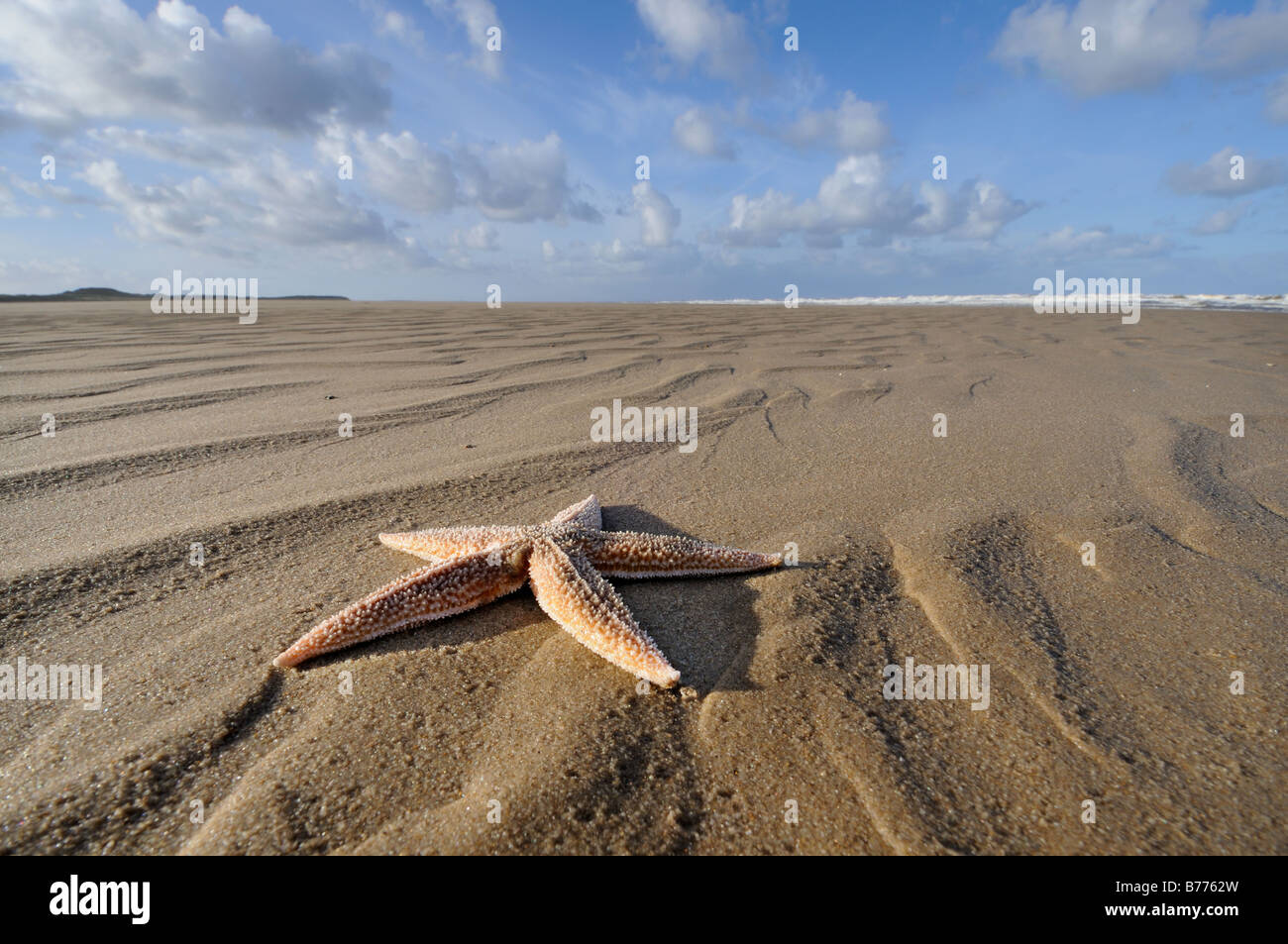 Starfish uk hi-res stock photography and images - Alamy