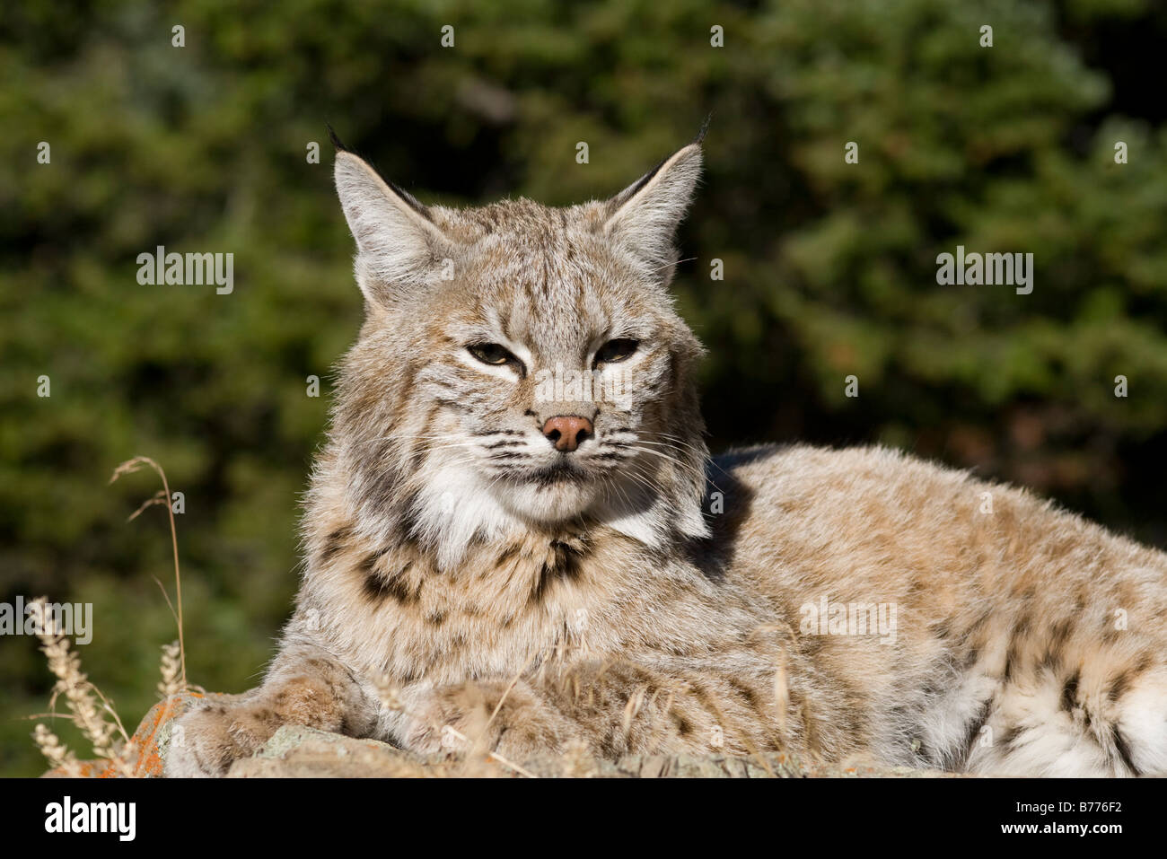 Adult Bobcat sits on a rocky ledge during the heat of summer Stock ...