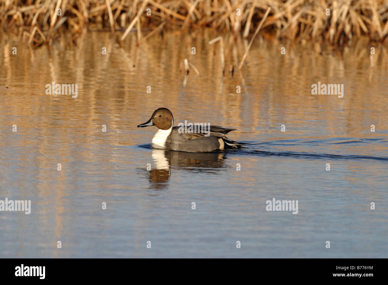 Northern Pintail duck Drake Stock Photo - Alamy
