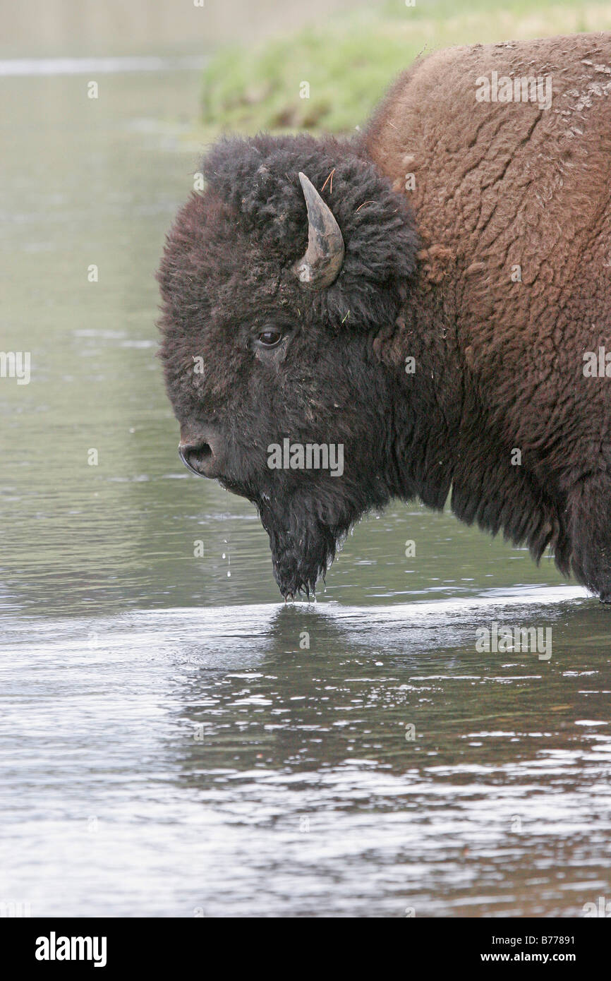 Buffalo in river Stock Photo - Alamy