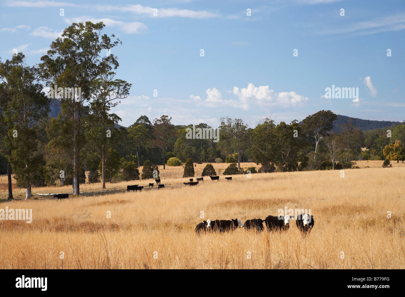 Australia farm cow hi-res stock photography and images - Alamy