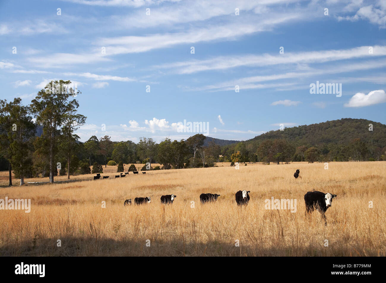 Cows and Dry Farmland near Wauchope New South Wales Australia Stock ...