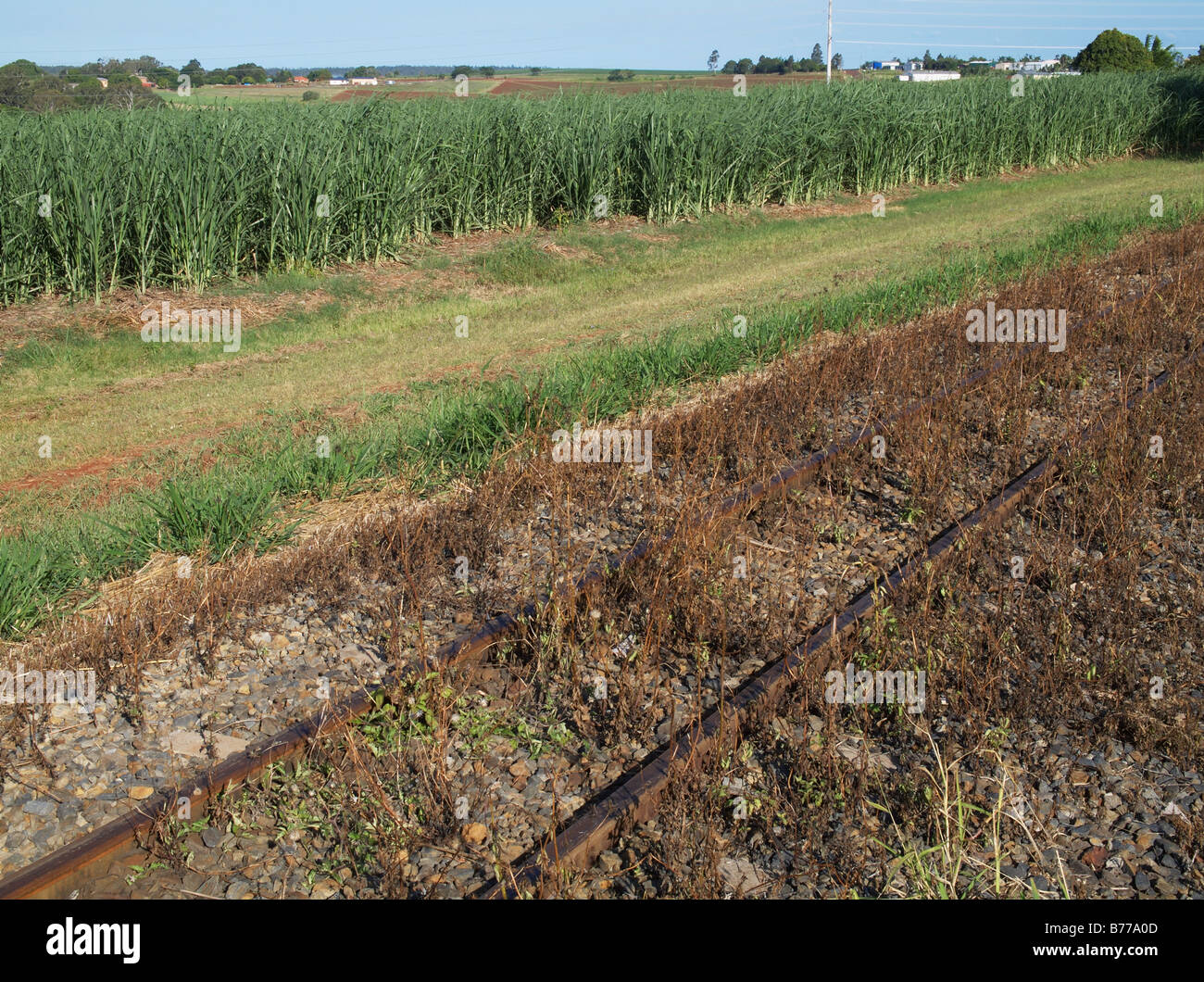 Sugar cane field hi-res stock photography and images - Alamy