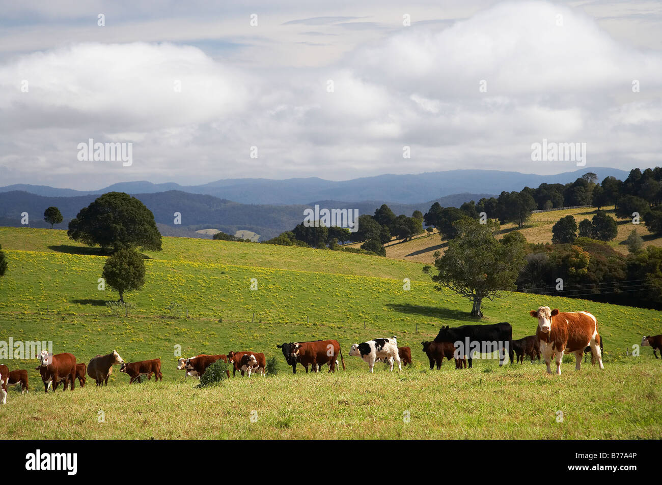 Cows and Farmland Innes View Road near Comboyne Greater Taree Region ...