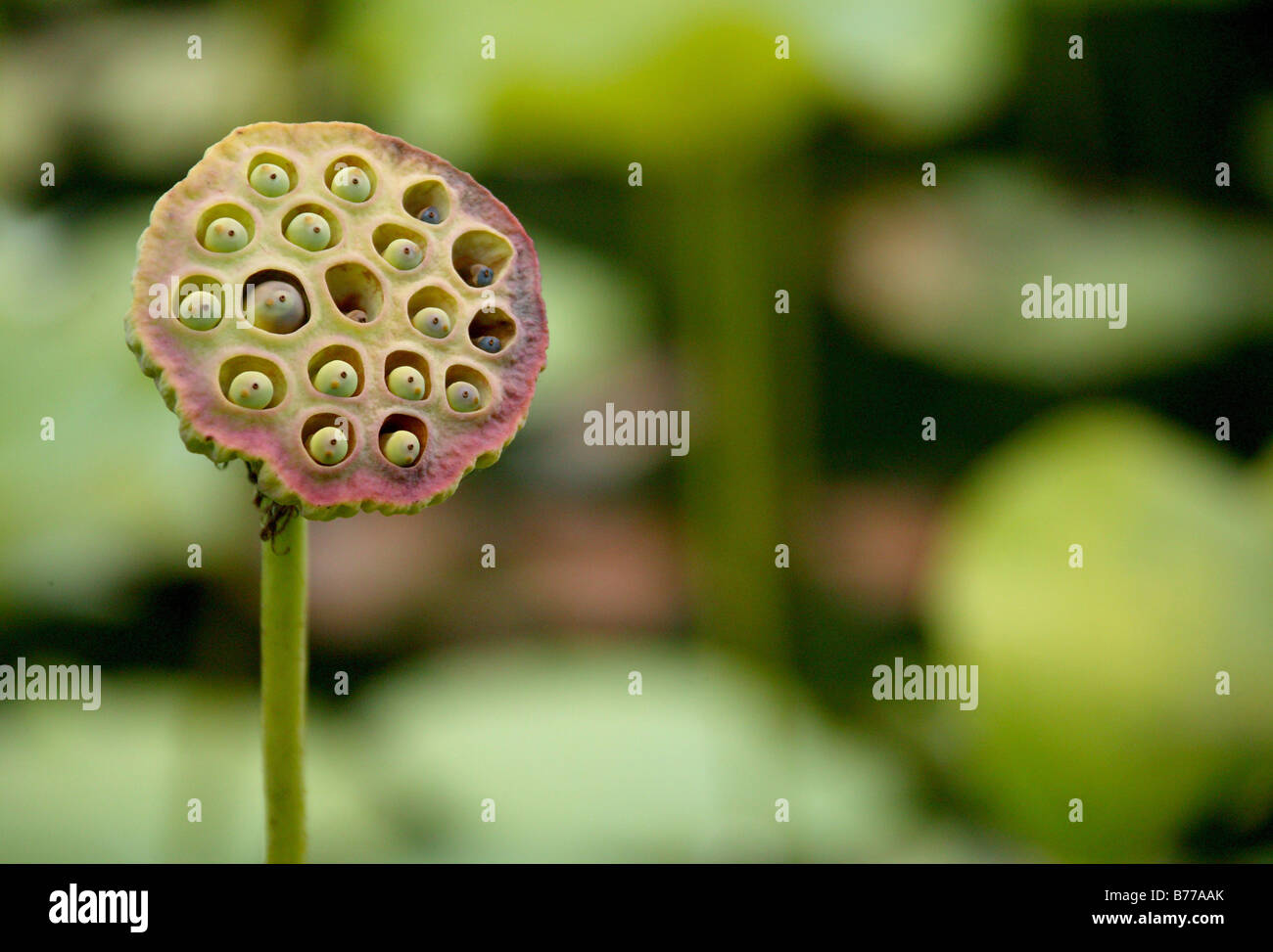 Wilted Lotus flower (Nelumbo), The Royal Botanical Gardens of ...