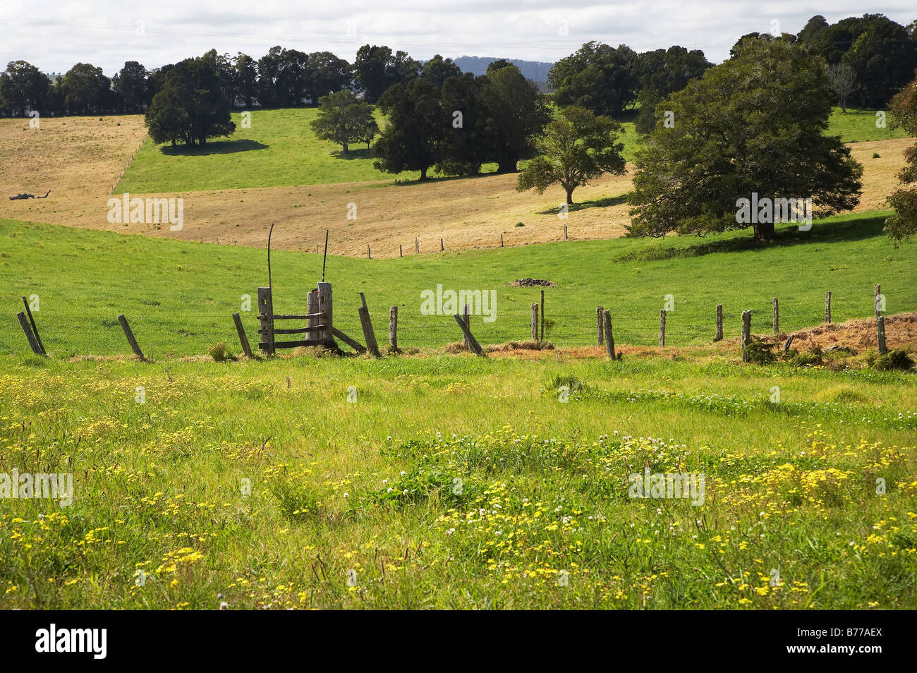 Spring Flowers and Farmland Innes View Road near Comboyne Greater Taree ...