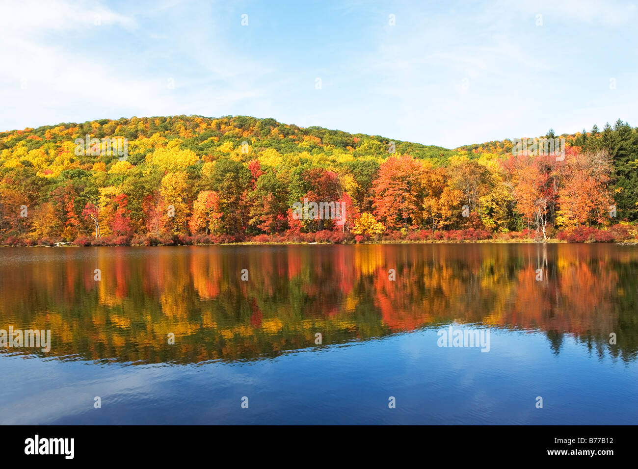 Blue sky fall day with bear in tree hi-res stock photography and images ...