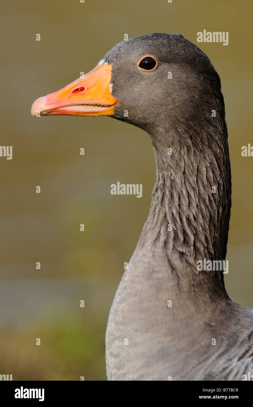 Greylag Goose (Anser anser), portrait Stock Photo - Alamy