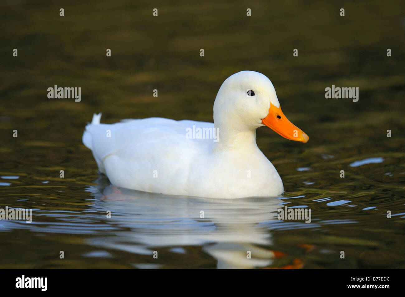 Domestic duck hi-res stock photography and images - Alamy