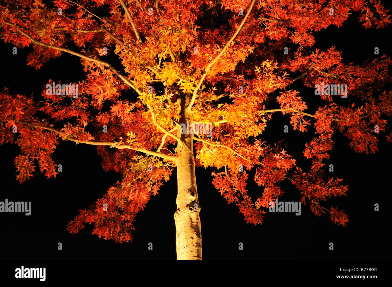 Illuminated Maple tree (Acer platanoides Stock Photo - Alamy