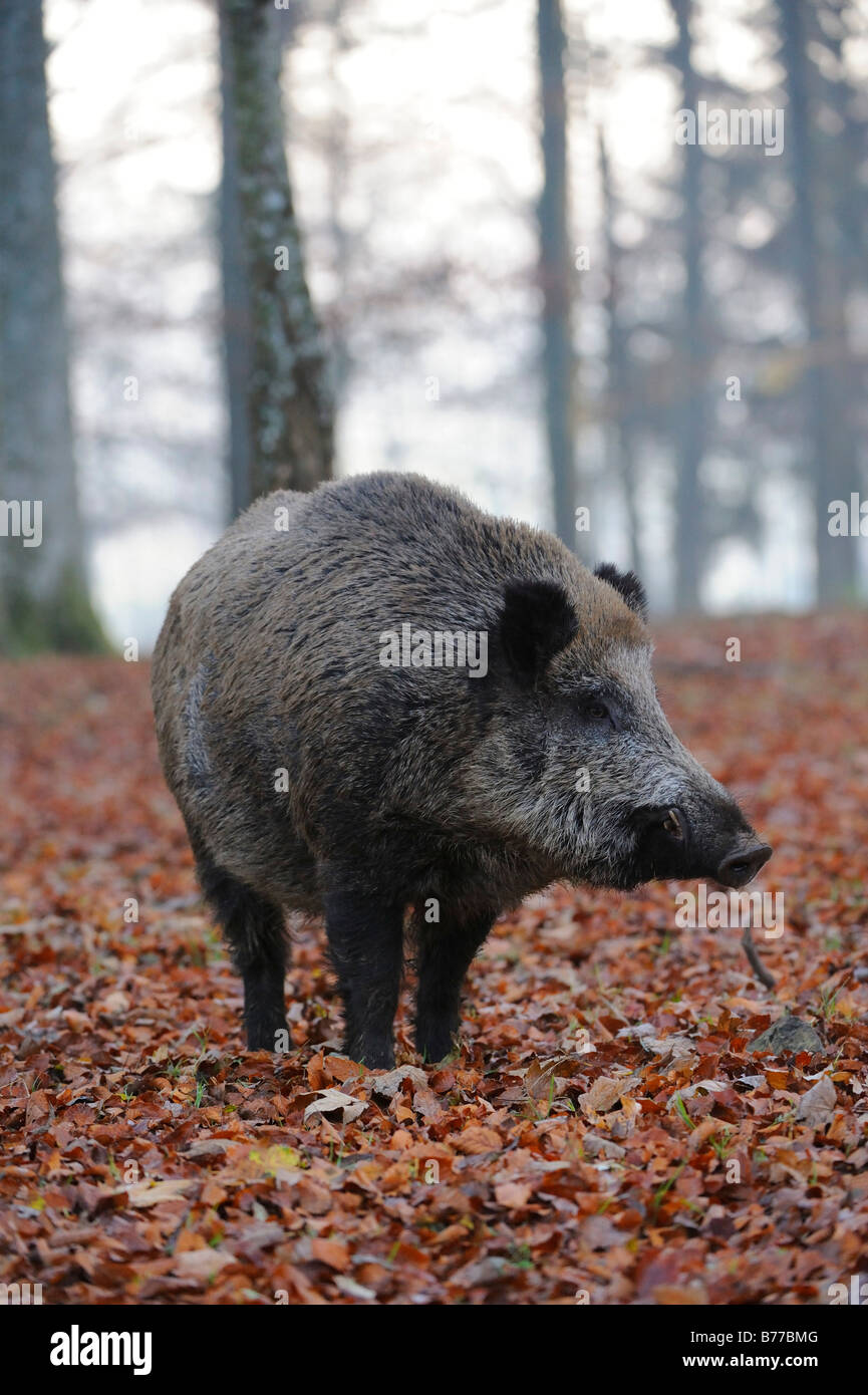 Wild Boar (Sus scrofa Stock Photo - Alamy