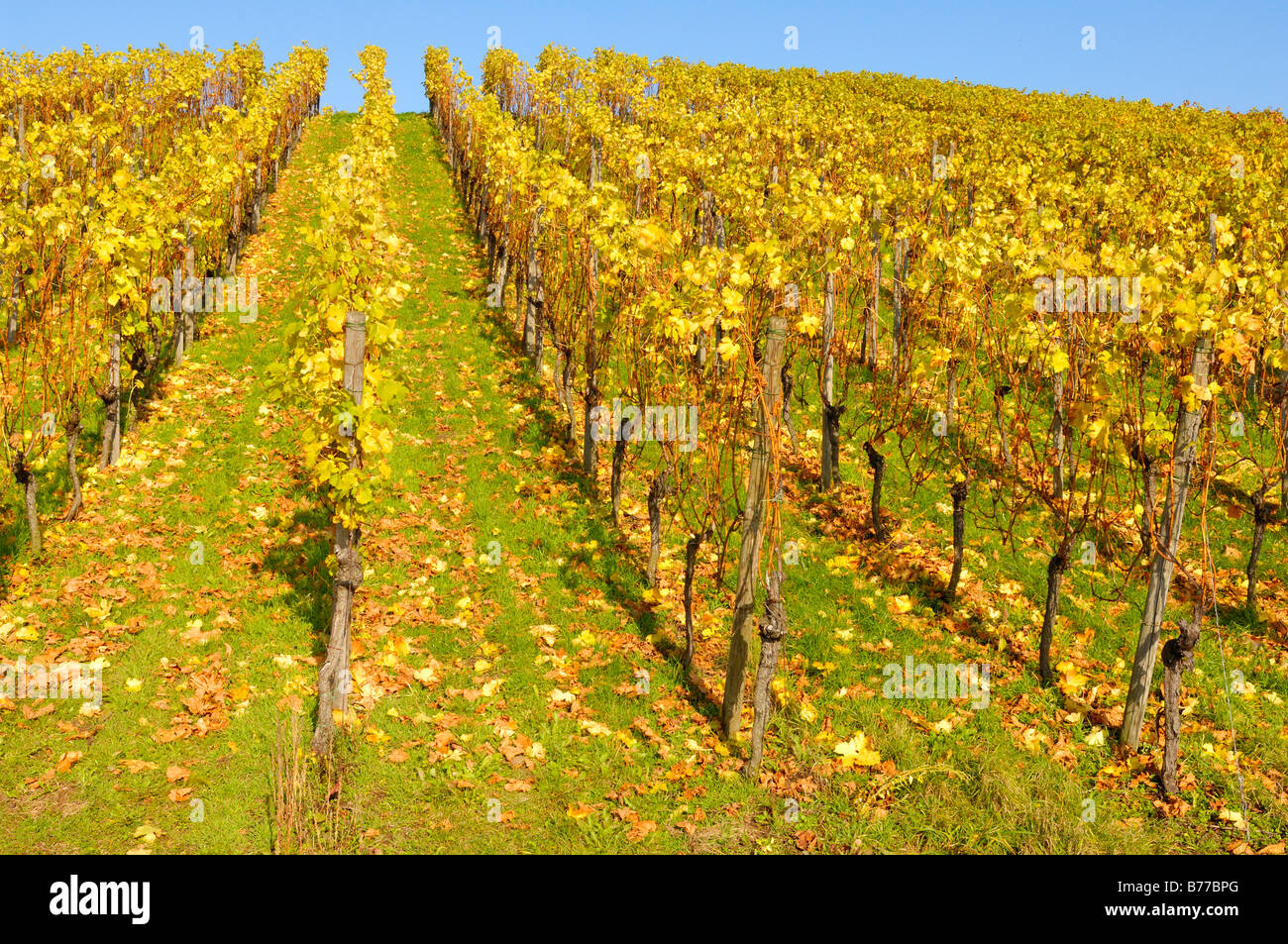 Riesling wine regions hi-res stock photography and images - Alamy
