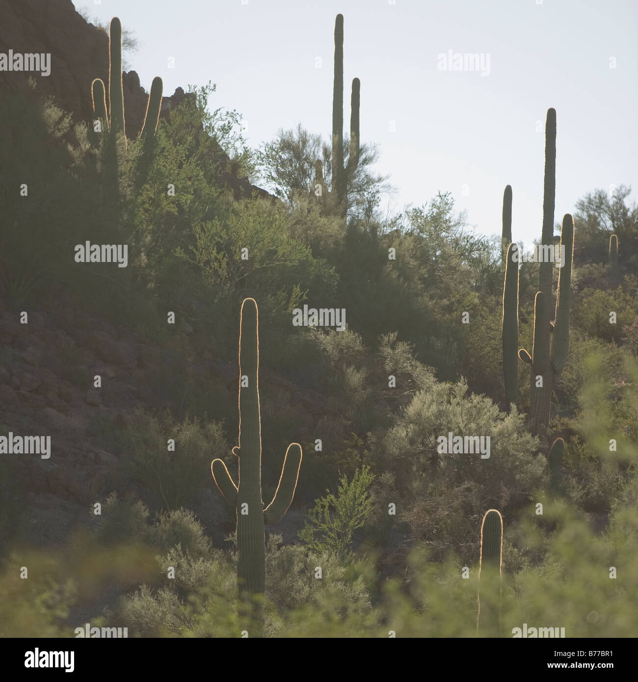 Cactus plants, Saguaro National Park, Arizona Stock Photo - Alamy