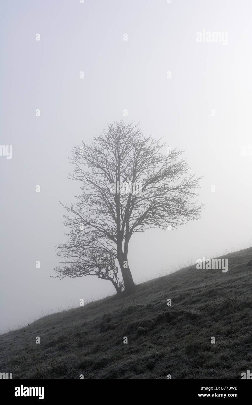 Beech (Fagus) in fog Stock Photo - Alamy