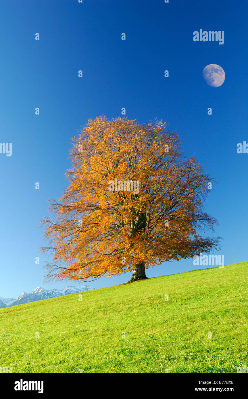 Copper Beech (Fagus sylvatica), Allgaeu, Bavaria, Germany, Europe Stock ...