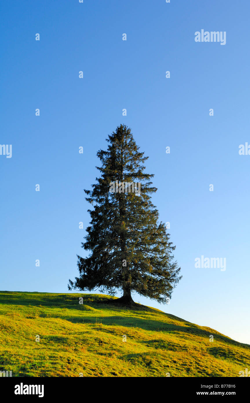 Spruce (Picea abies), Allgaeu, Bavaria, Germany, Europe Stock Photo - Alamy