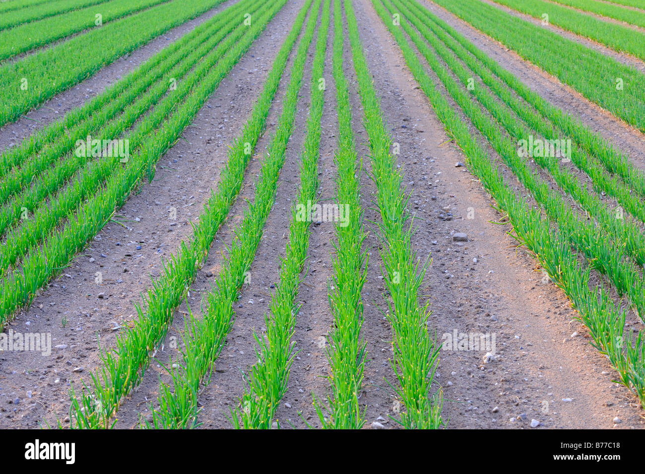 Scallion or Spring Onion field Stock Photo - Alamy