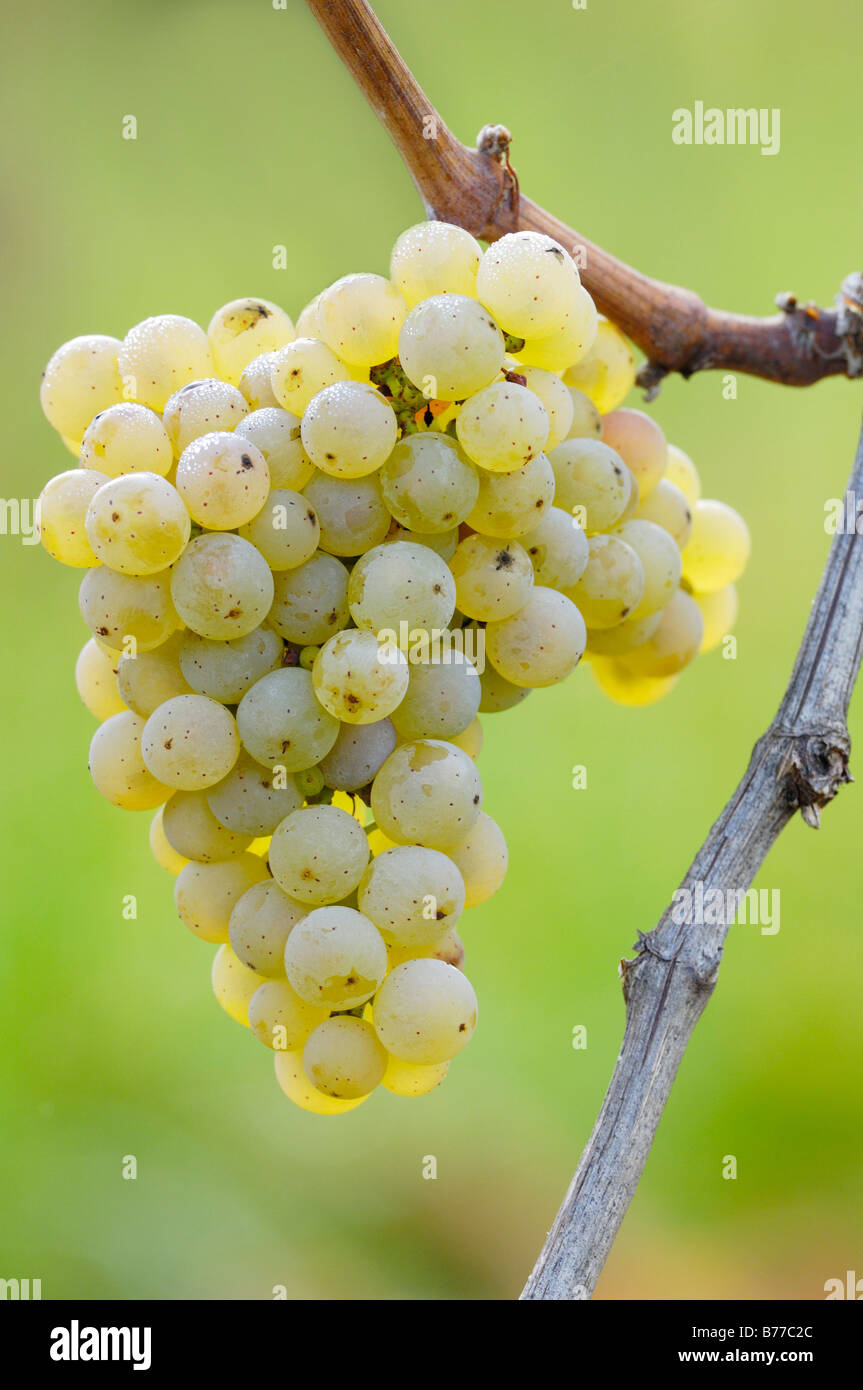 Riesling wine regions hi-res stock photography and images - Alamy