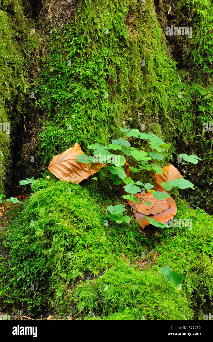 Clover tree hi-res stock photography and images - Alamy
