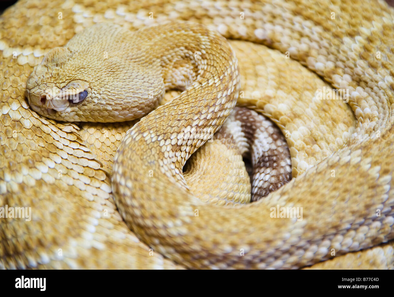 Western diamondback rattlesnake hi-res stock photography and images - Alamy