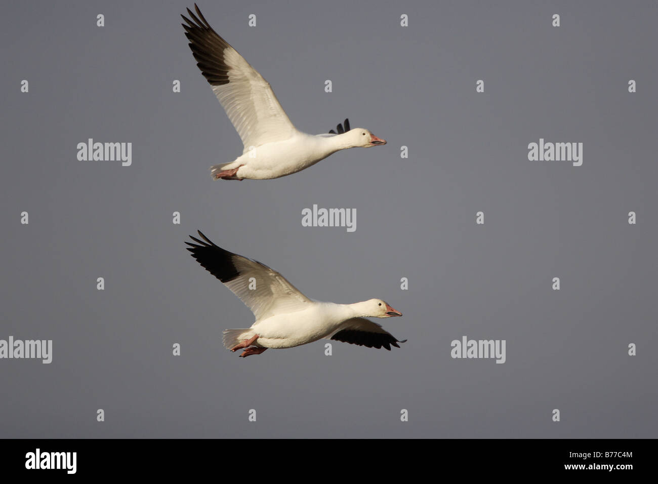 Two Snow geese in flight Stock Photo - Alamy
