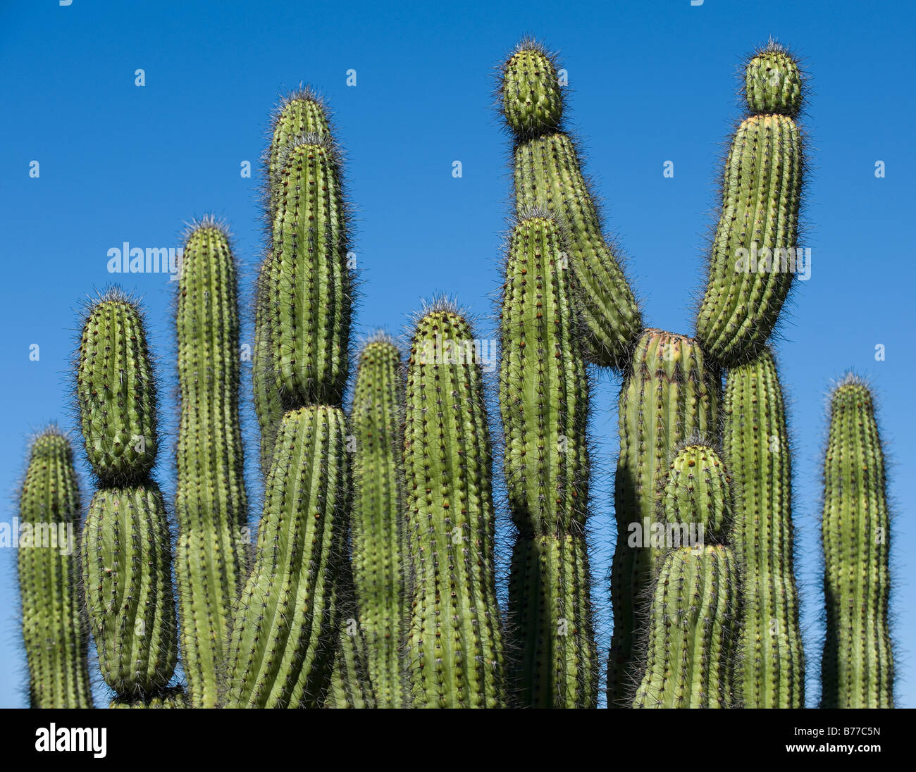 Organ pipe cactus hi-res stock photography and images - Alamy