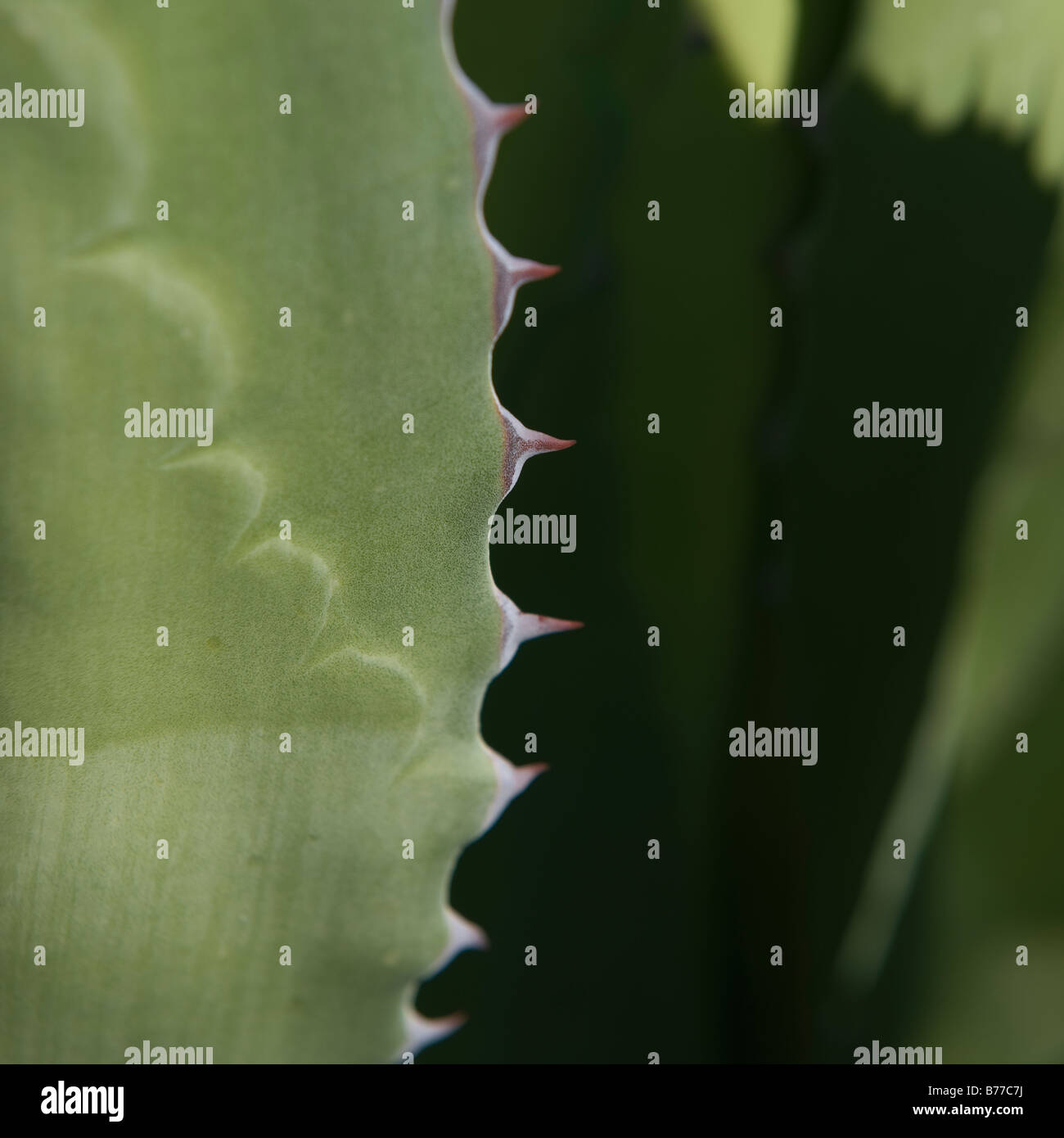 Agave plant white hi-res stock photography and images - Alamy