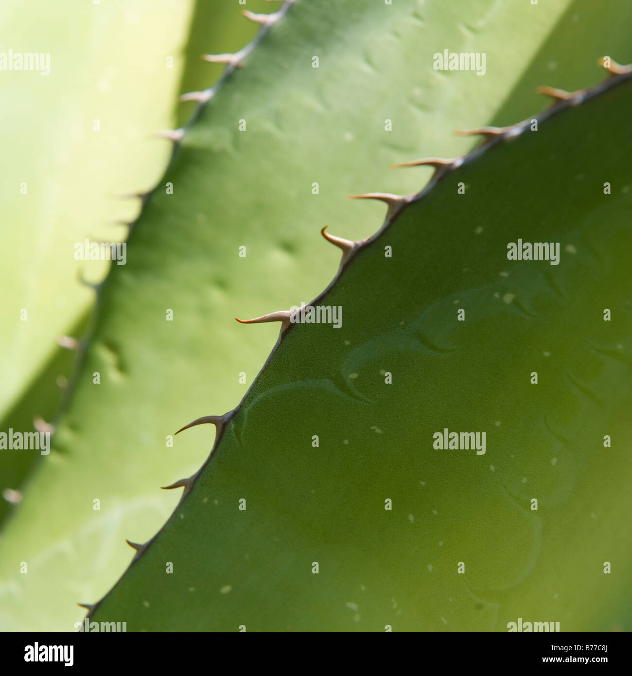 Agave plant white hi-res stock photography and images - Alamy