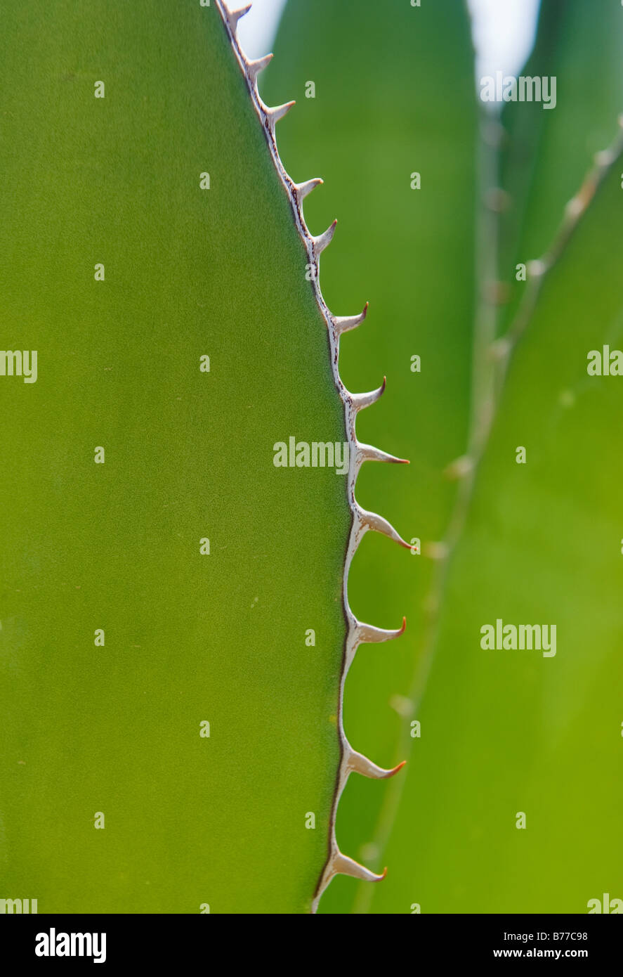 Agave plant white hi-res stock photography and images - Alamy