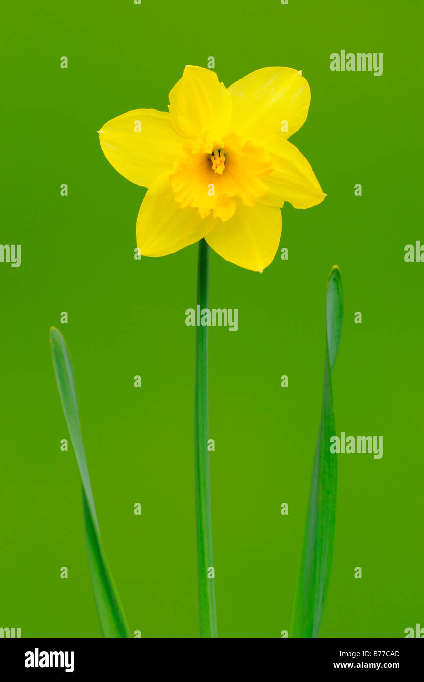 Daffodil varieties hi-res stock photography and images - Alamy