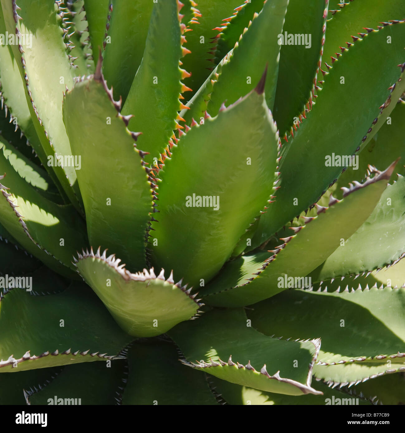 American agave plant hi-res stock photography and images - Alamy
