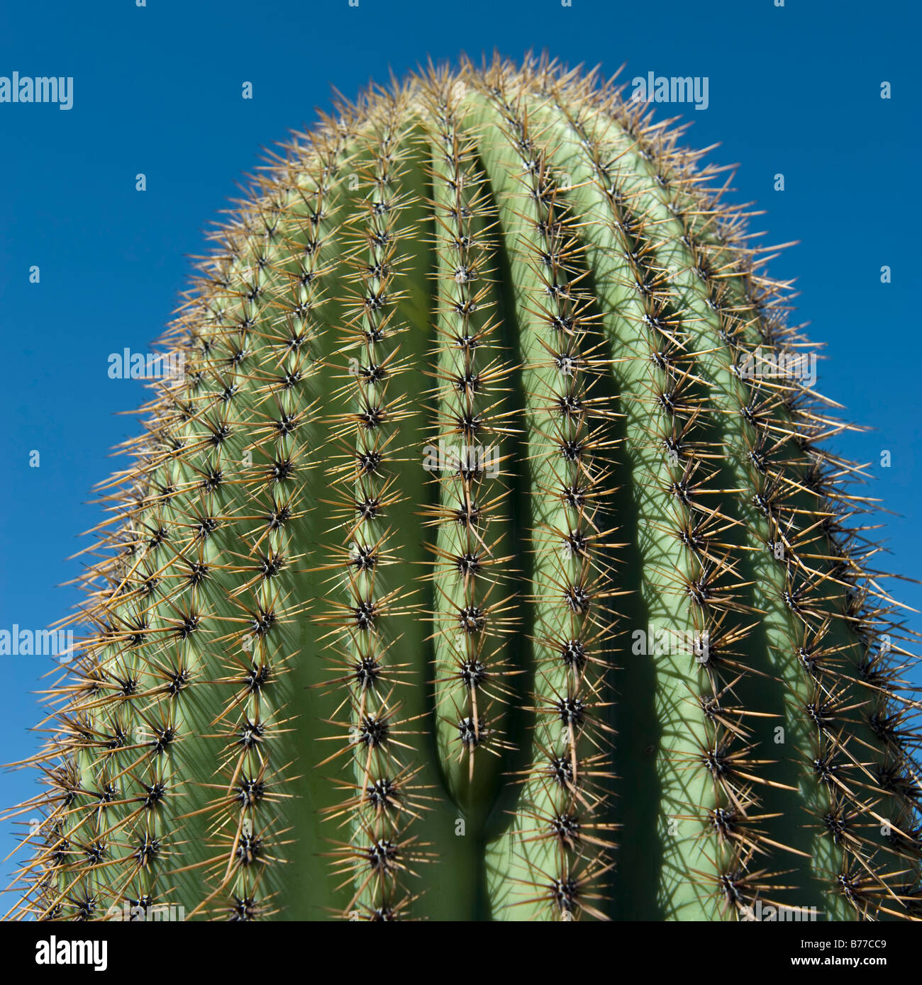 Saguaro cactus environment hi-res stock photography and images - Alamy