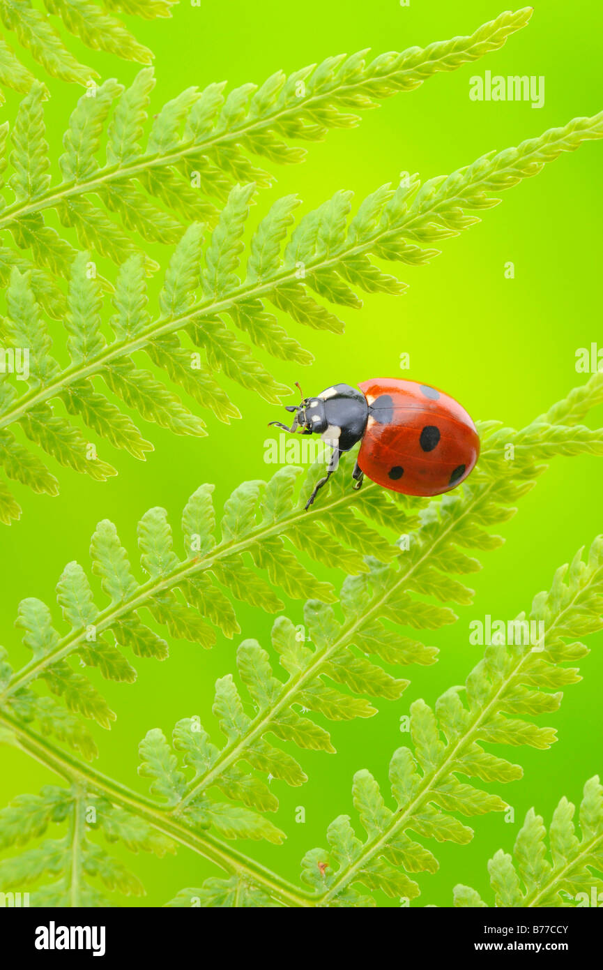 Seven-spot ladybird, seven-spotted ladybug (Coccinella septempunctata ...