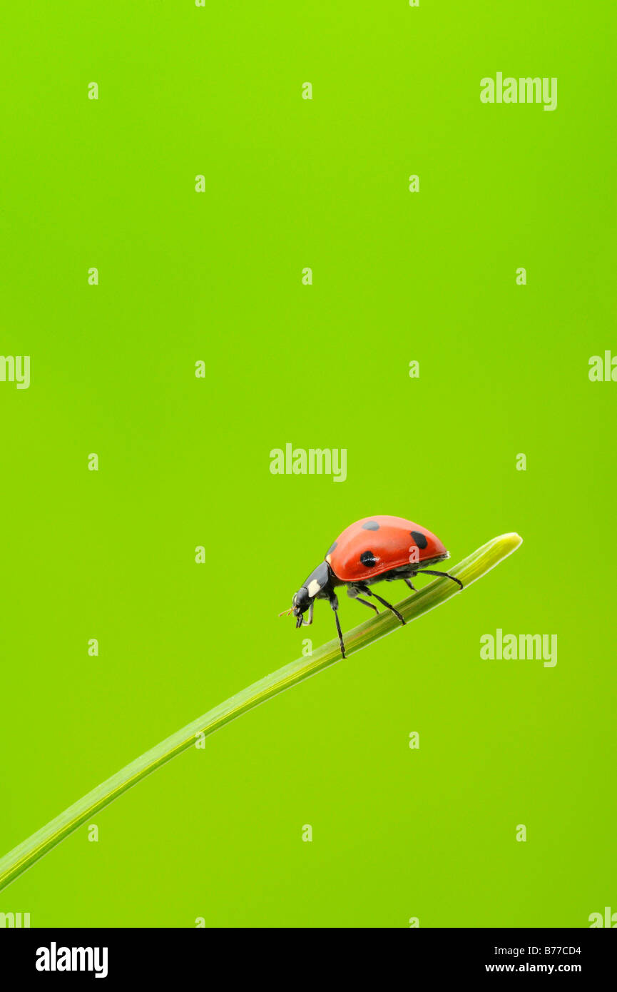 Seven-spot ladybird, seven-spotted ladybug (Coccinella septempunctata ...