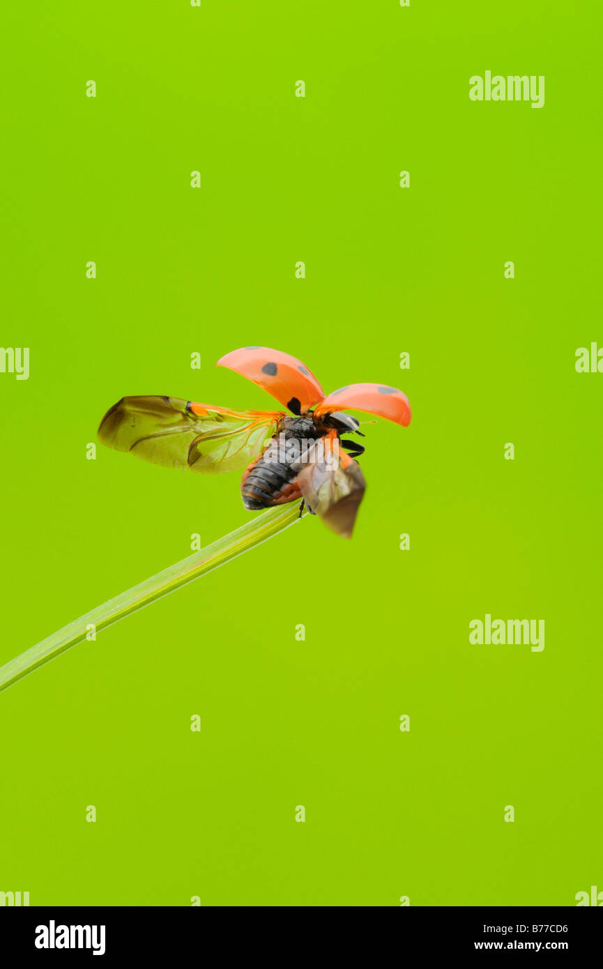 Seven-spot ladybird, seven-spotted ladybug (Coccinella septempunctata ...