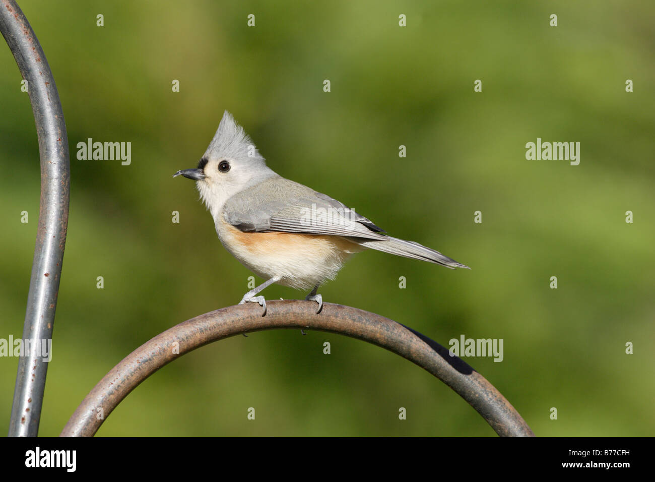 Tufted Titmouse on feeder Stock Photo - Alamy