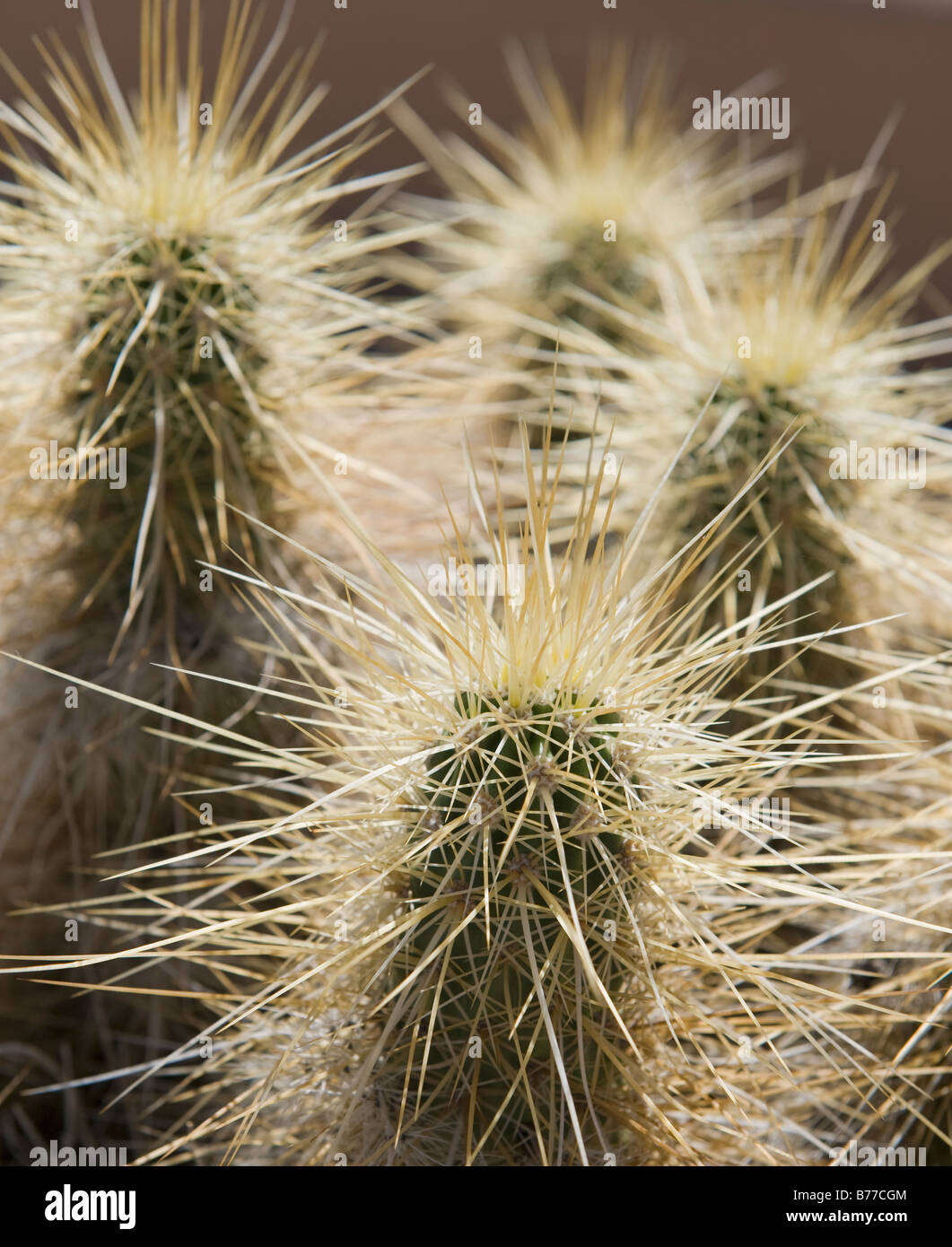 Spiny cholla hi-res stock photography and images - Alamy