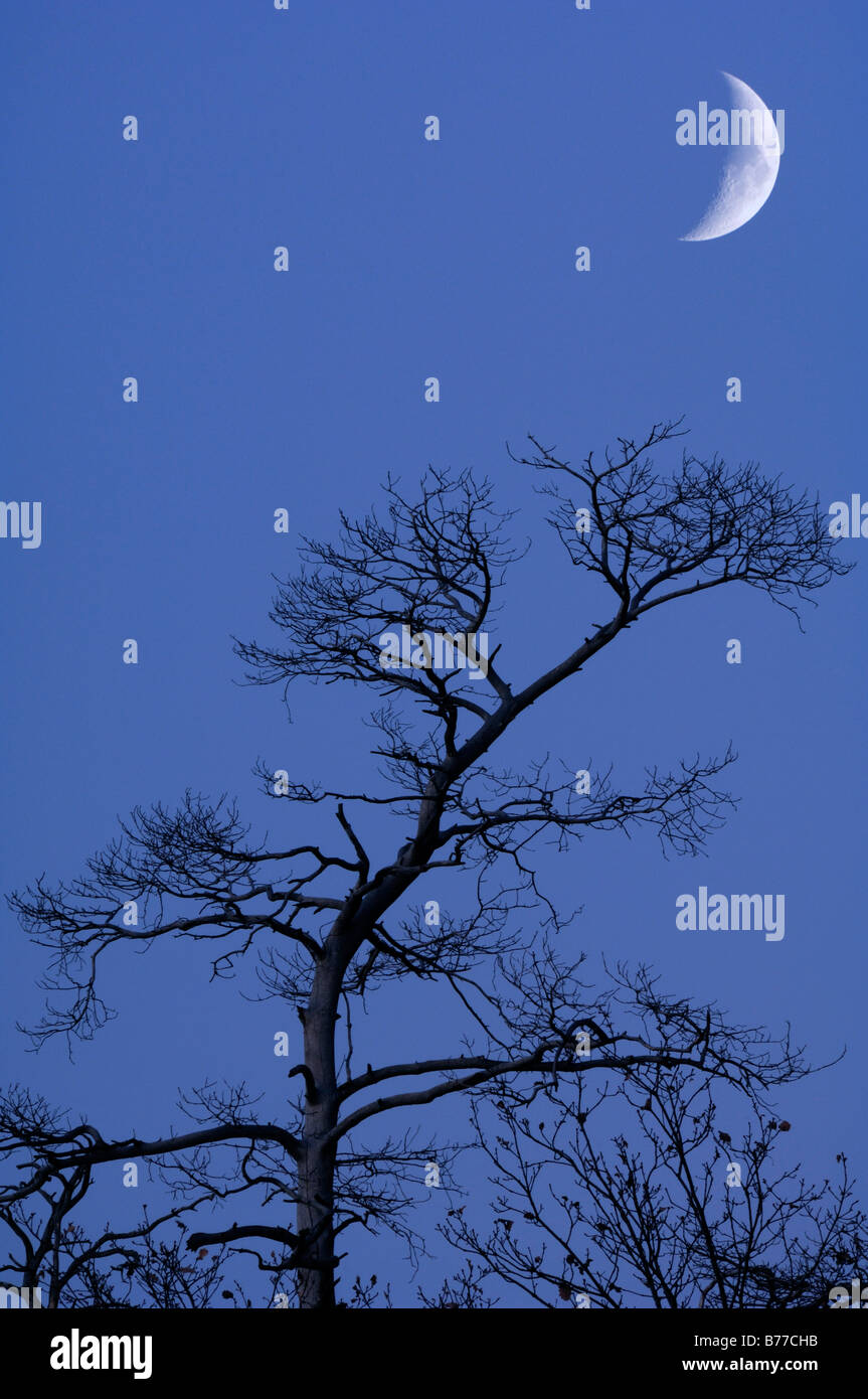 Moon above tree Stock Photo - Alamy