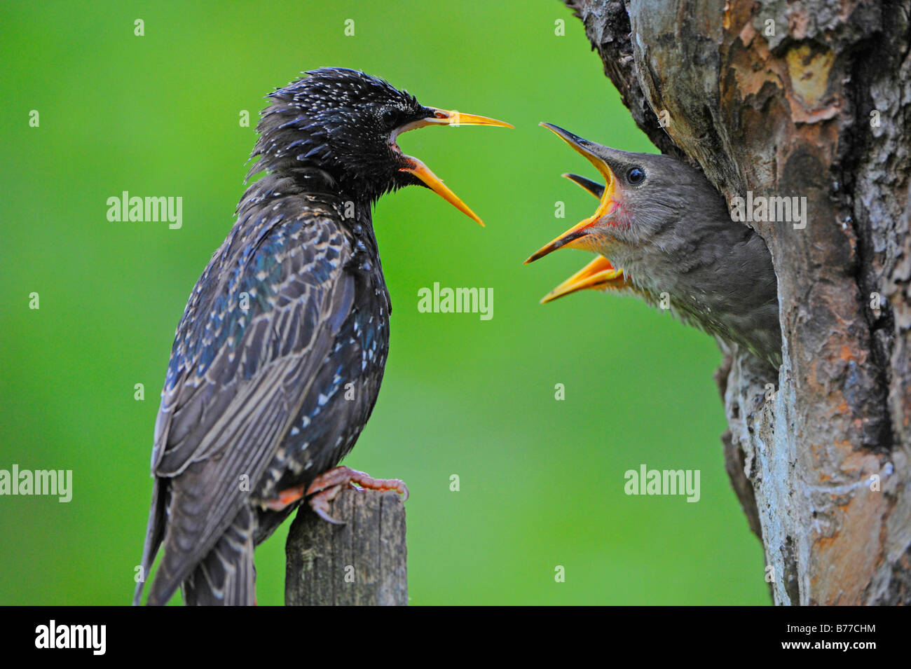 Young European Starlings (Sturnus vulgaris) and parent Stock Photo - Alamy